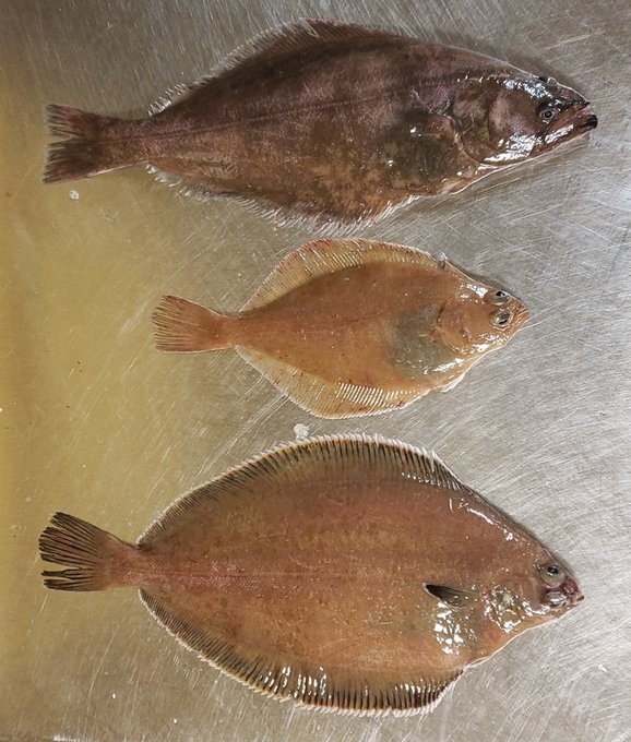 Flounder vs Halibut – All You Need to Know