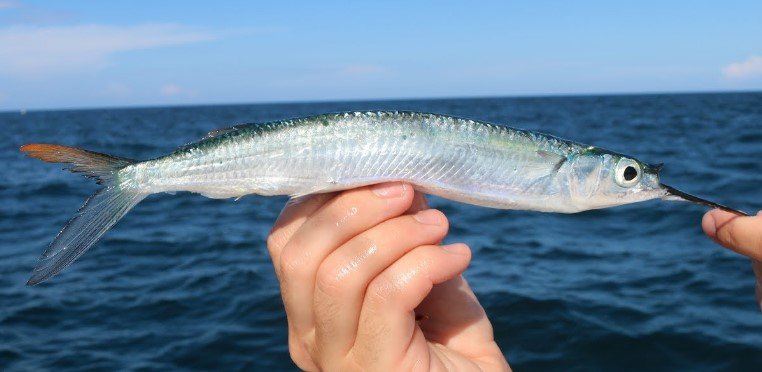 Ballyhoo Fish 101: Ultimate Guide