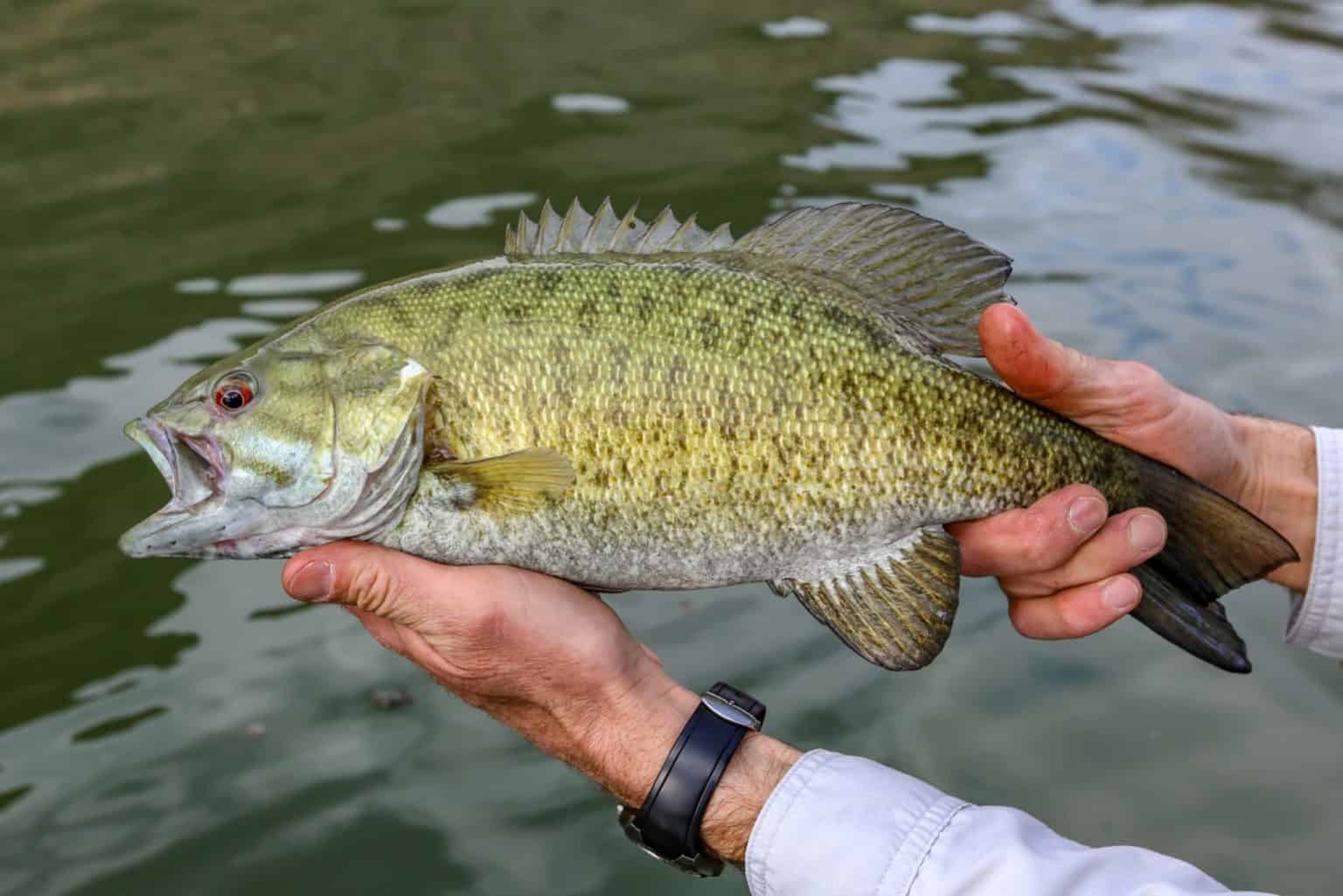 The Different Types of Bass: A Comprehensive Guide